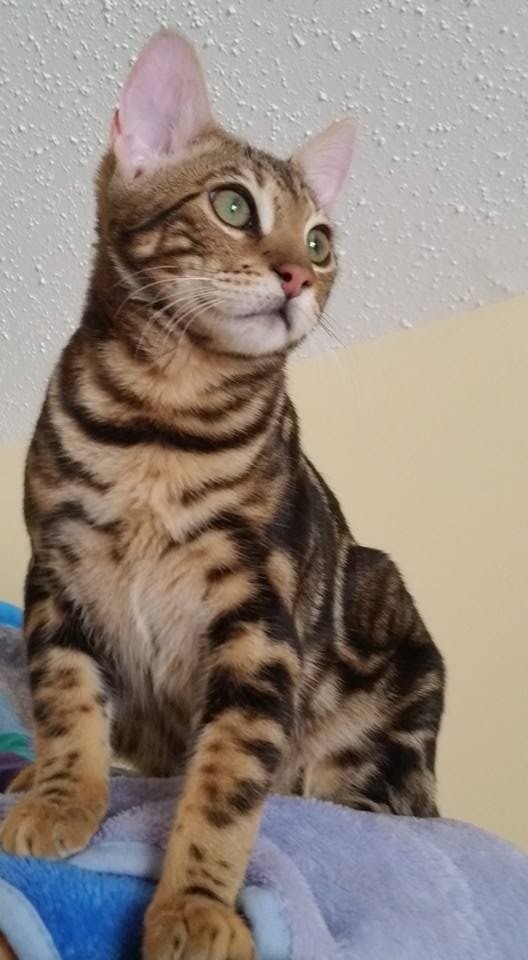 How to Properly Introduce a New Bengal Cat.