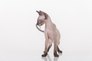 6 Hairless Cat Breeds That Prove Bald Is Beautiful - Cats.com