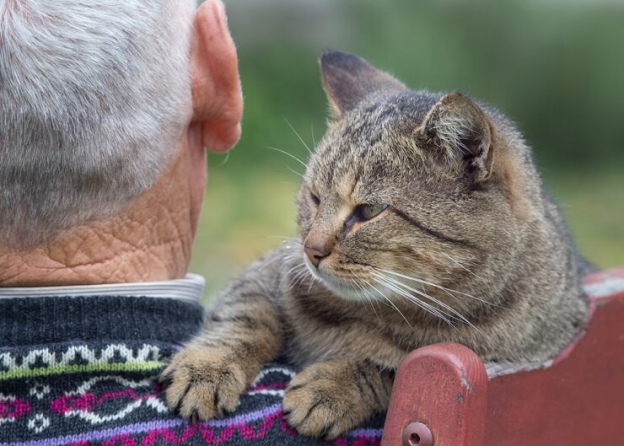 150 Best Old Man Cat Names: Awesome Ideas For Your Adorable Cat - Cats.com