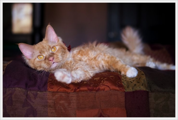 Tennessee Rex- The Birth of a New Breed - Cats.com