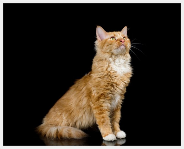 Tennessee Rex- The Birth of a New Breed - Cats.com
