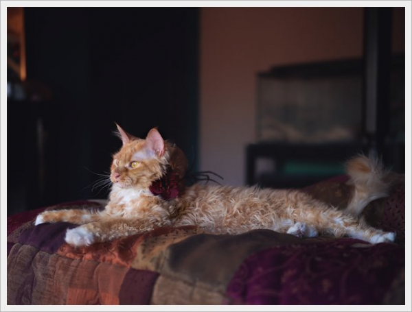 Tennessee Rex- The Birth of a New Breed - Cats.com