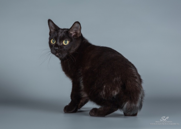 Toybob: Small Cats With Big Loving Hearts - Cats.com