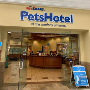 Top 20 Cat Hotels That Will Make You Purr