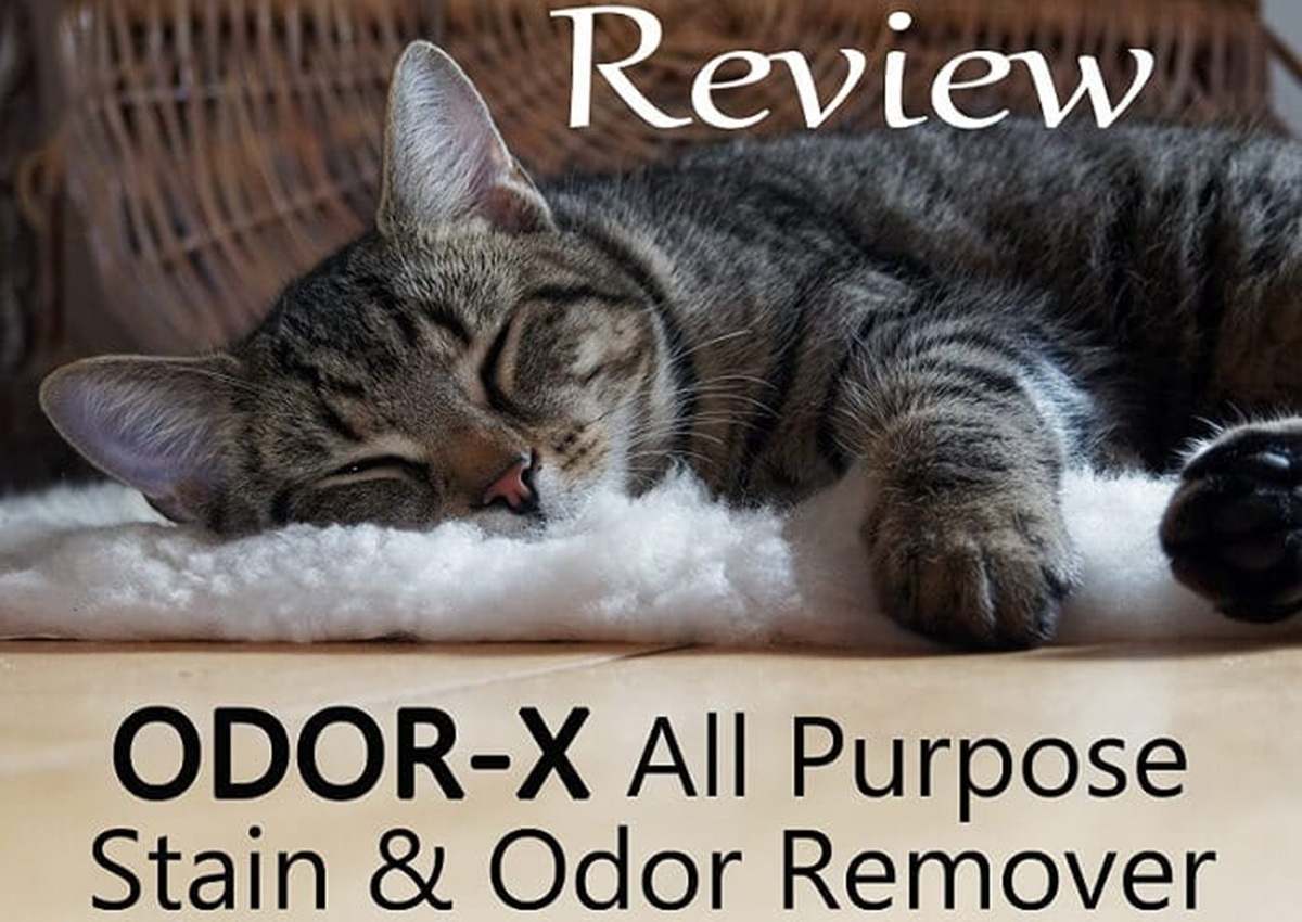 ODOR-X All Purpose Stain And Odor Remover Review - Cats.com