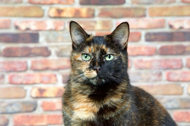 Tortitude: Definition, Behavior & How To Deal With It - Cats.com