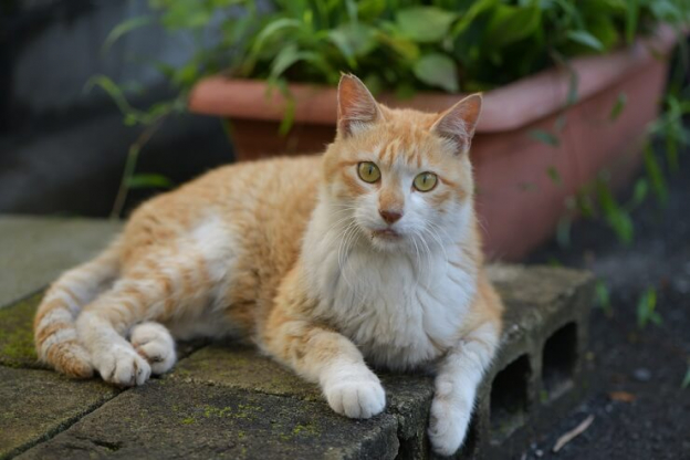 150 Cute Japanese Cat Names With Meanings - Cats.com