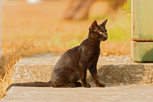 150 Cute Japanese Cat Names With Meanings - Cats.com