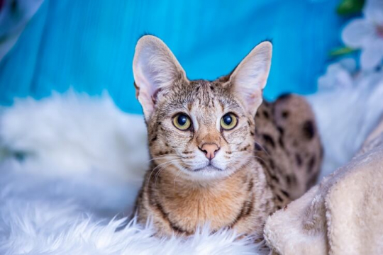 Do Caracals Make Good Pets? - Cats.com