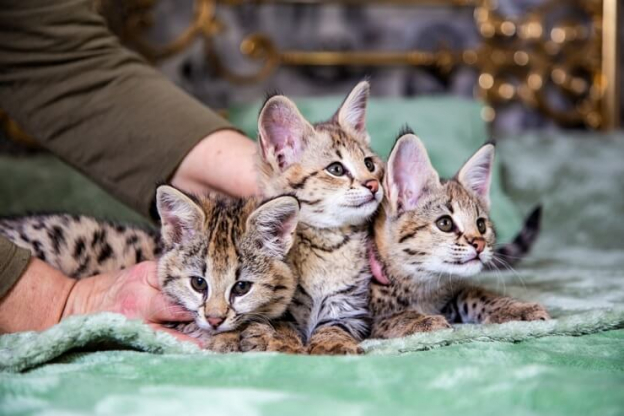 80 Unique Names for Savannah Cats (Male & Female) - Cats.com
