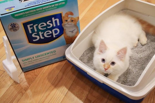 Unbiased Fresh Step Cat Litter Review - Cats.com