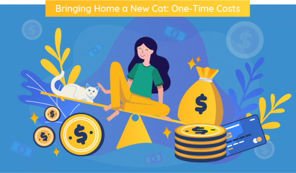 How Much Does it Cost to Own a Cat? - Cats.com