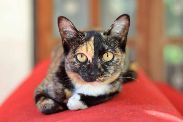 Calico Cats→ Genetics, Personality, Lifespan And Intelligence | Cats.com