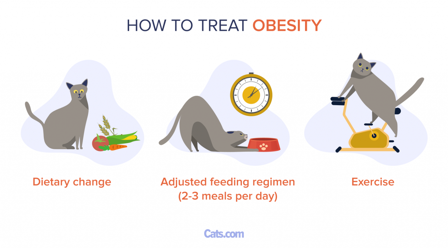 Feline Obesity - Causes, Symptoms & Treatment - Cats.com