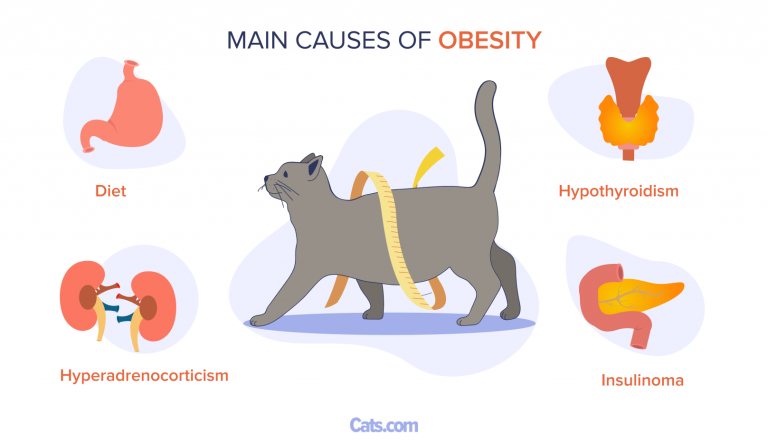 Feline Obesity - Causes, Symptoms & Treatment - Cats.com
