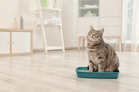 Urinary Tract Infection in Cats: Causes, Symptoms & Treatment - Cats.com