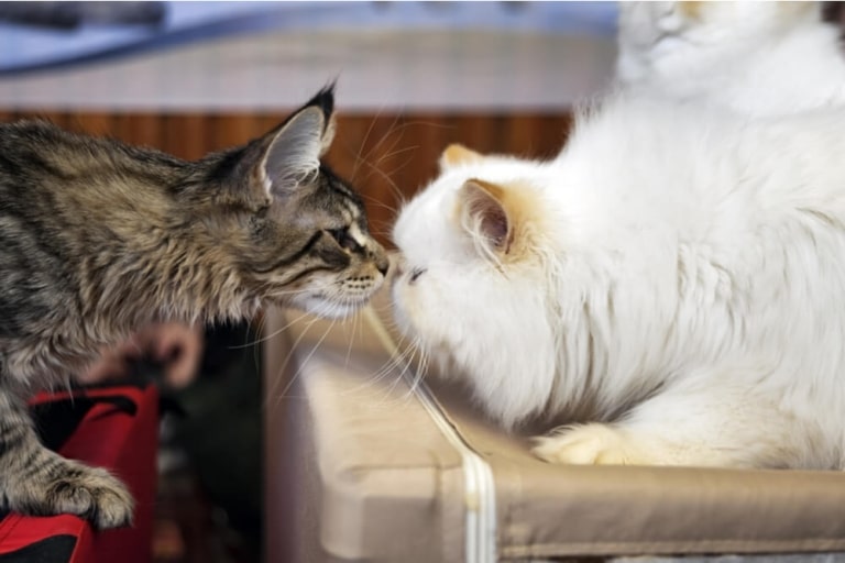 Do Cats Get Jealous Of Other Cats? Yes, They Actually do... (A ...