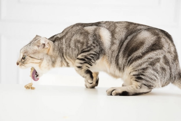 Cat Vomiting: Causes, Symptoms, & Treatment - Cats.com