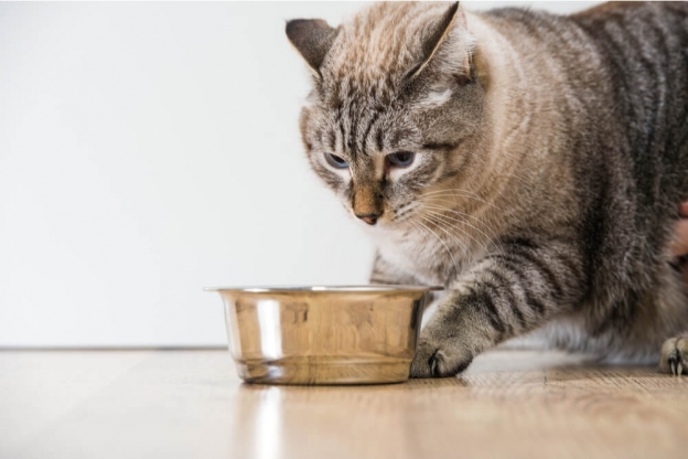 Fatty Liver Disease in Cats: Causes, Symptoms, and Treatment - Cats.com