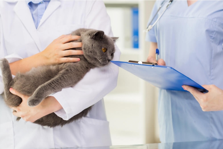 Fatty Liver Disease in Cats: Causes, Symptoms, and Treatment - Cats.com