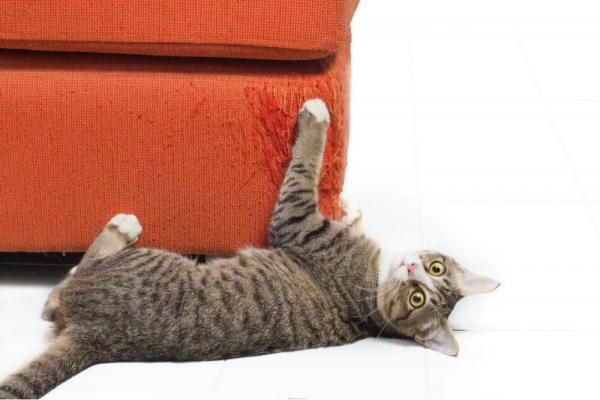 10 Common Cat Behavioral Problems You Should Know About - Cats.com