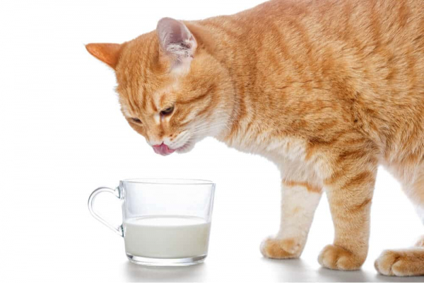 Is Milk Good for Cats? - Cats.com