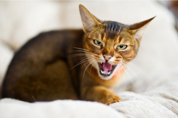 7 Common Cat Vocalizations and What They Mean - Cats.com