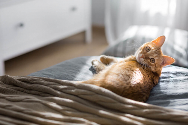 Upper Respiratory Infection in Cats (Causes, Symptoms & Treatment ...