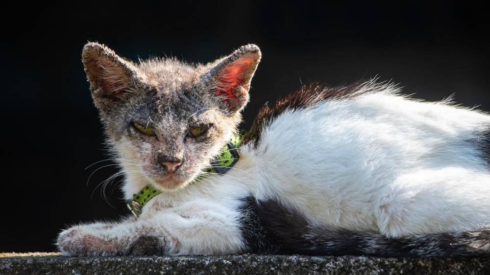 Sarcoptic Mites In Cats
