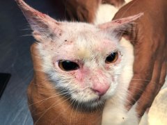 Mange in Cats: Causes, Symptoms, & Treatment - Cats.com