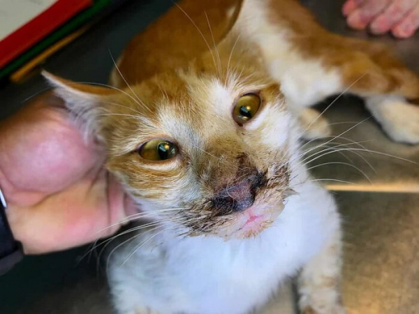 Calicivirus in Cats: Causes, Symptoms, & Treatment - Cats.com