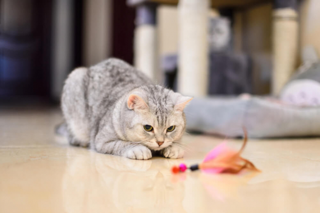 Epilepsy in Cats: Causes, Symptoms, & Treatment - Cats.com