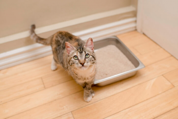 Feline Idiopathic Cystitis: Causes, Symptoms, & Treatment - Cats.com