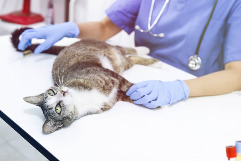 Kidney Failure in Cats: Symptoms, Diagnosis, & Treatment - Cats.com
