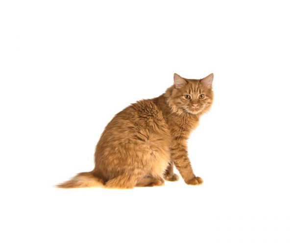 American Bobtail Cat Names - Cats.com