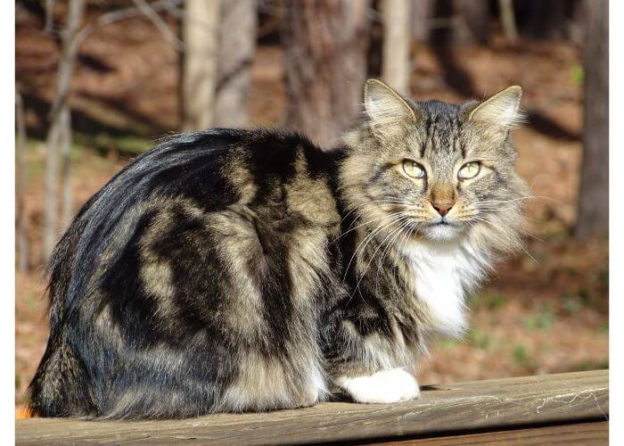 100 Amazing Names for American Bobtail - Cats.com