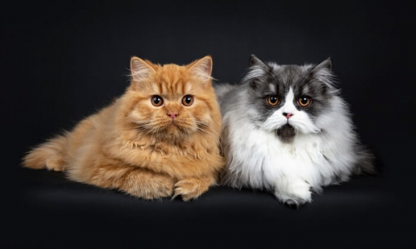 The 8 Most Adorable Flat-Faced Cat Breeds - Cats.com