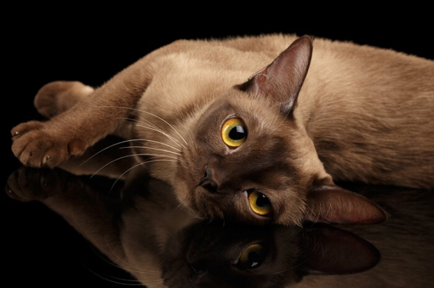 The 8 Most Adorable Flat-Faced Cat Breeds - Cats.com