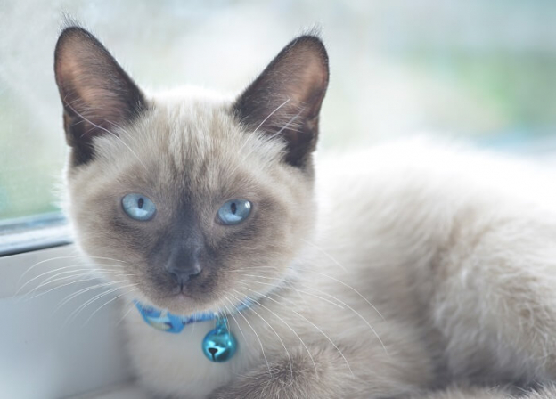 9 Cat Breeds With Beautiful Blue Eyes - Cats.com