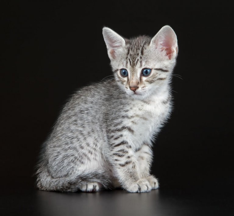 Egyptian Mau Cat Breed Size Appearance Personality