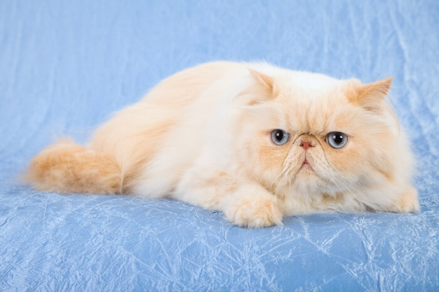 The 8 Most Adorable Flat-Faced Cat Breeds - Cats.com