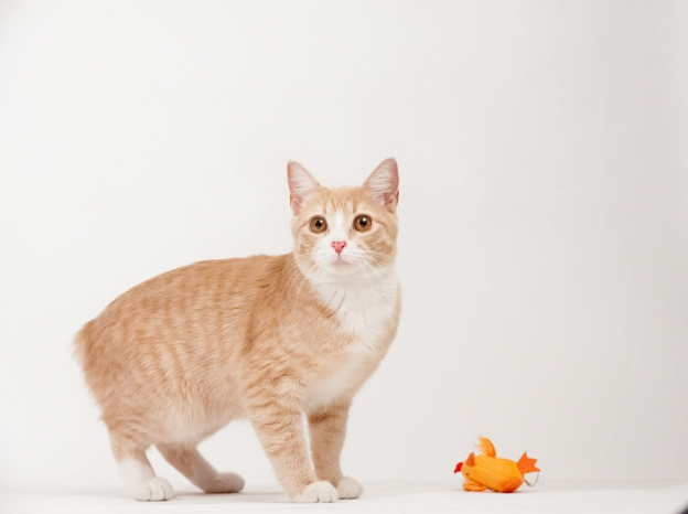 9 Purrfect Cat Breeds With Stripes