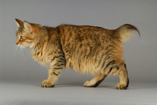 8 Tailless Cat Breeds That Make Perfect Companions