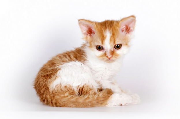 Fading Kitten Syndrome: Causes, Symptoms, & Treatment - Cats.com