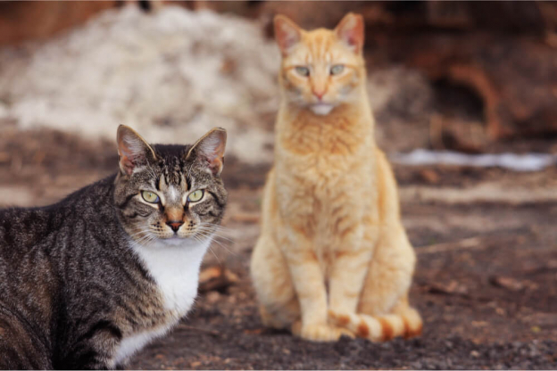 What Is TNR (Trap Neuter Release) for Cats? (Meaning & How it Works ...