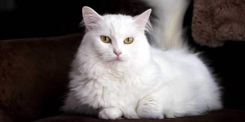15 Beautiful White Cat Breeds With Pictures - Cats.com