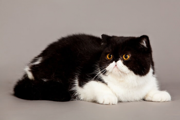 14 Affectionate Cat Breeds That Love to Cuddle - Cats.com