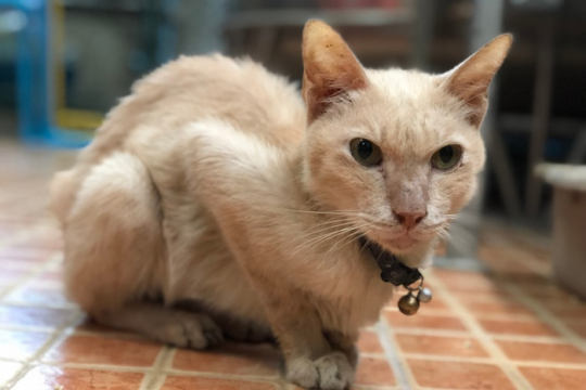 Giardiasis in Cats: Causes, Symptoms, & Treatment - Cats.com