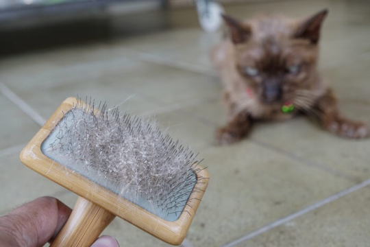 Cat Dandruff: Causes, Symptoms, and Treatment - Cats.com