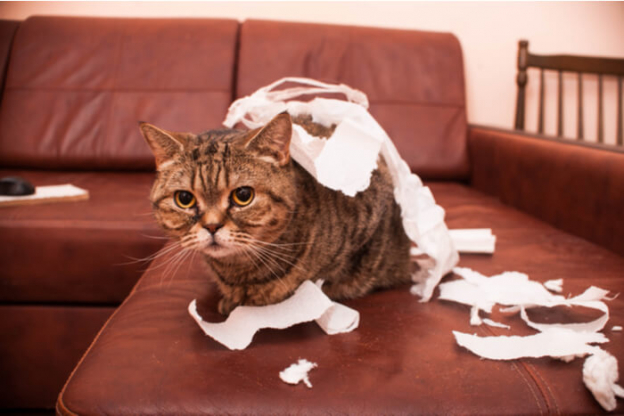 10 Fascinating Cat Brain Facts - Cats.com